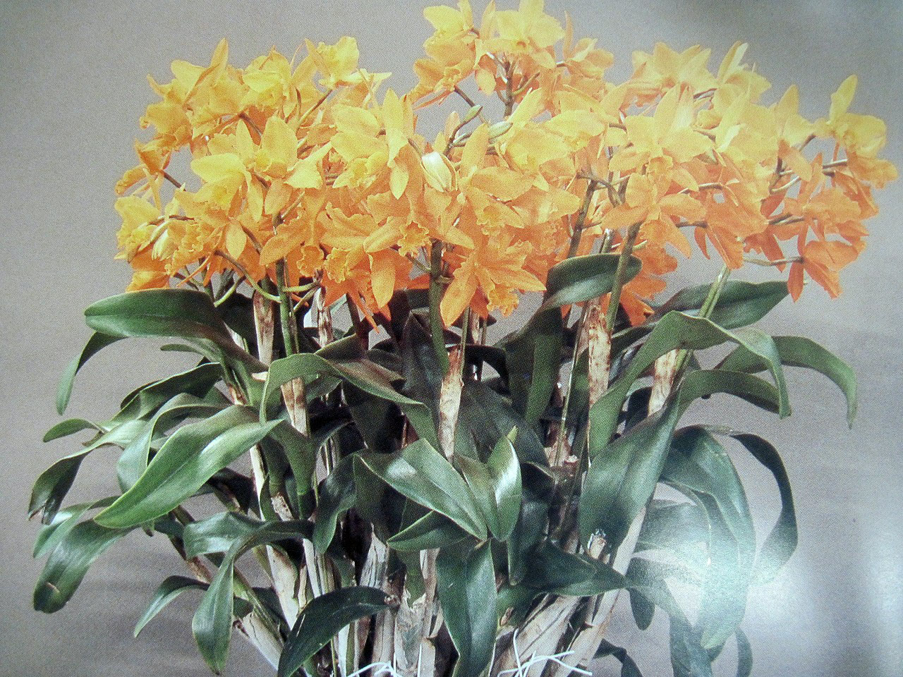 Previous APOC Winners - Asia Pacific Orchid Conference