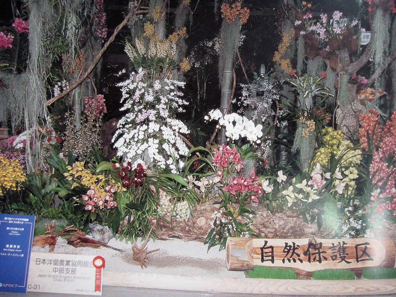 Previous APOC Winners - Asia Pacific Orchid Conference